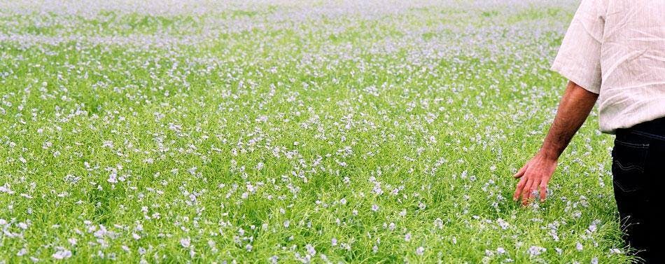 Le lin, une fibre naturelle chargée d’Histoire