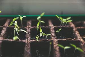 BCG growth-share matrix with examples