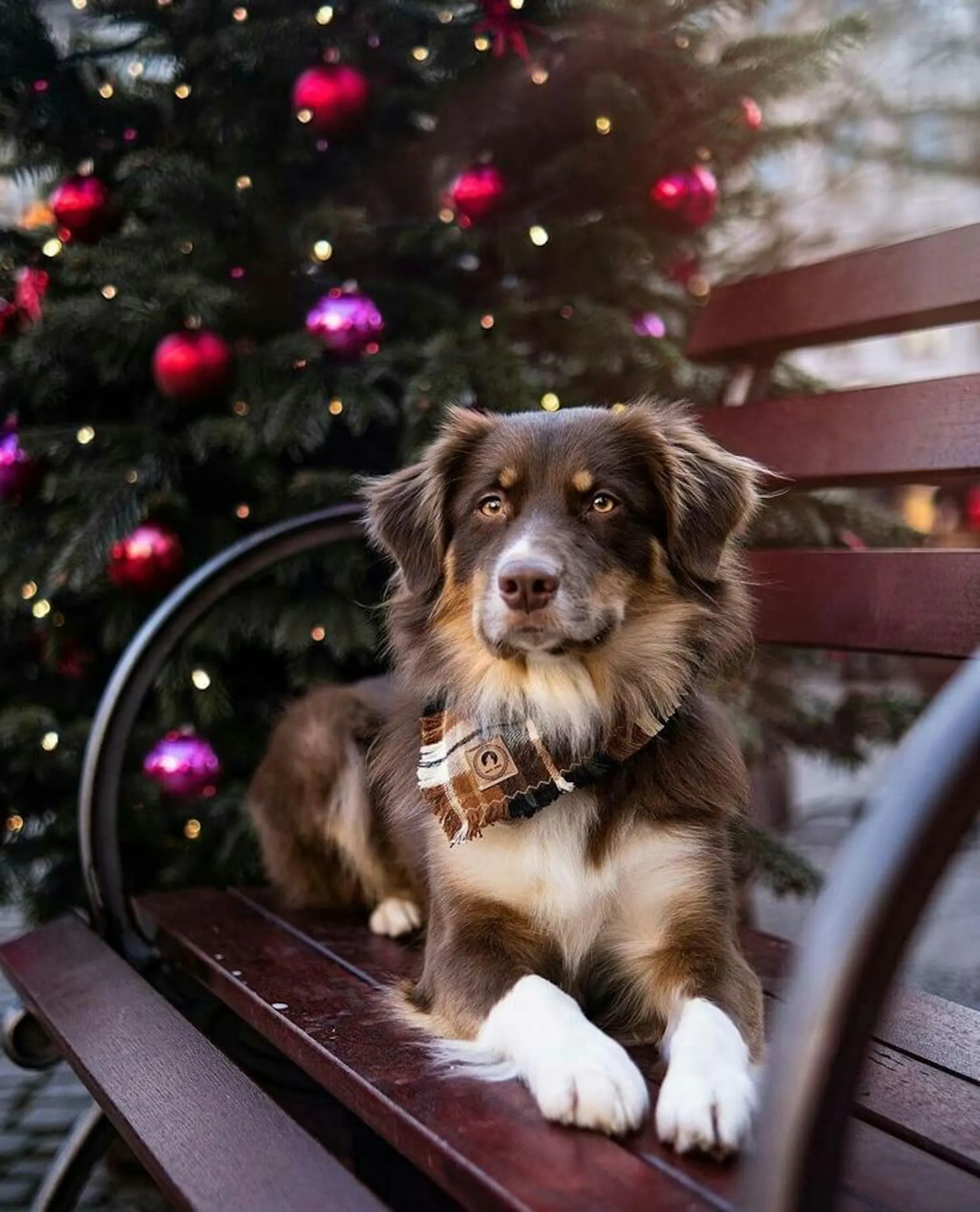 Balu - Dogs and Cats from Shelters Near You