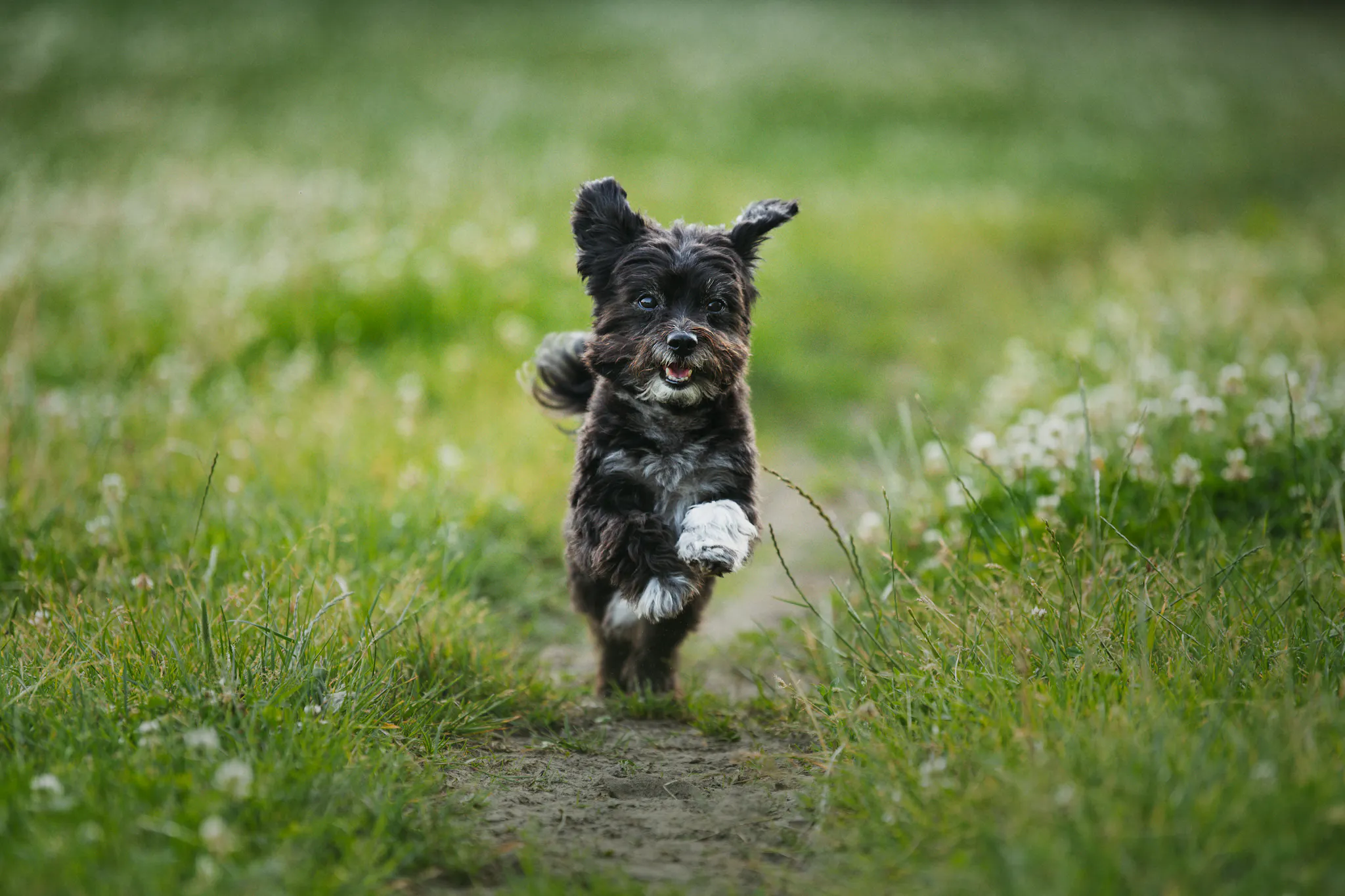 Balu - Dogs and Cats from Shelters Near You