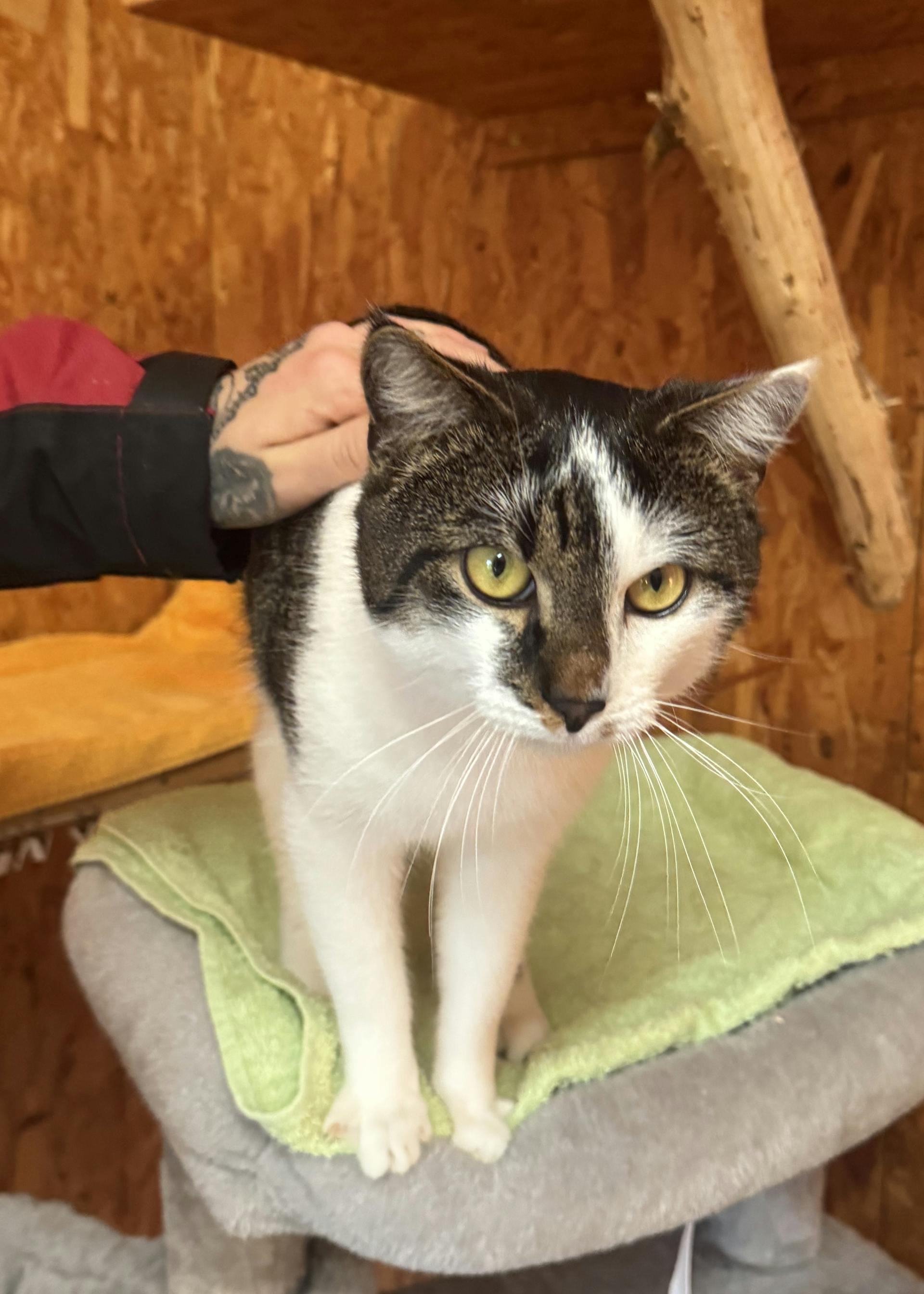 Adopting a Cat in Germany: Process, Costs & Essential Tips (2026 ...