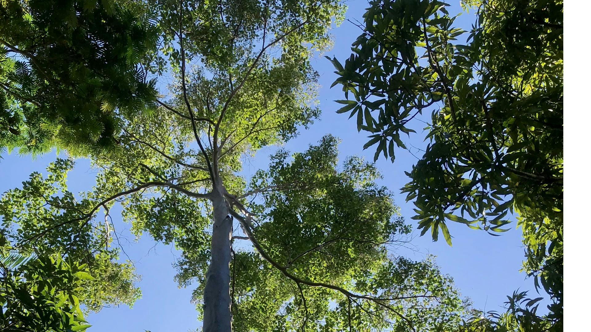 Why Country Forest Notes, Why Now? | Bank Information Center