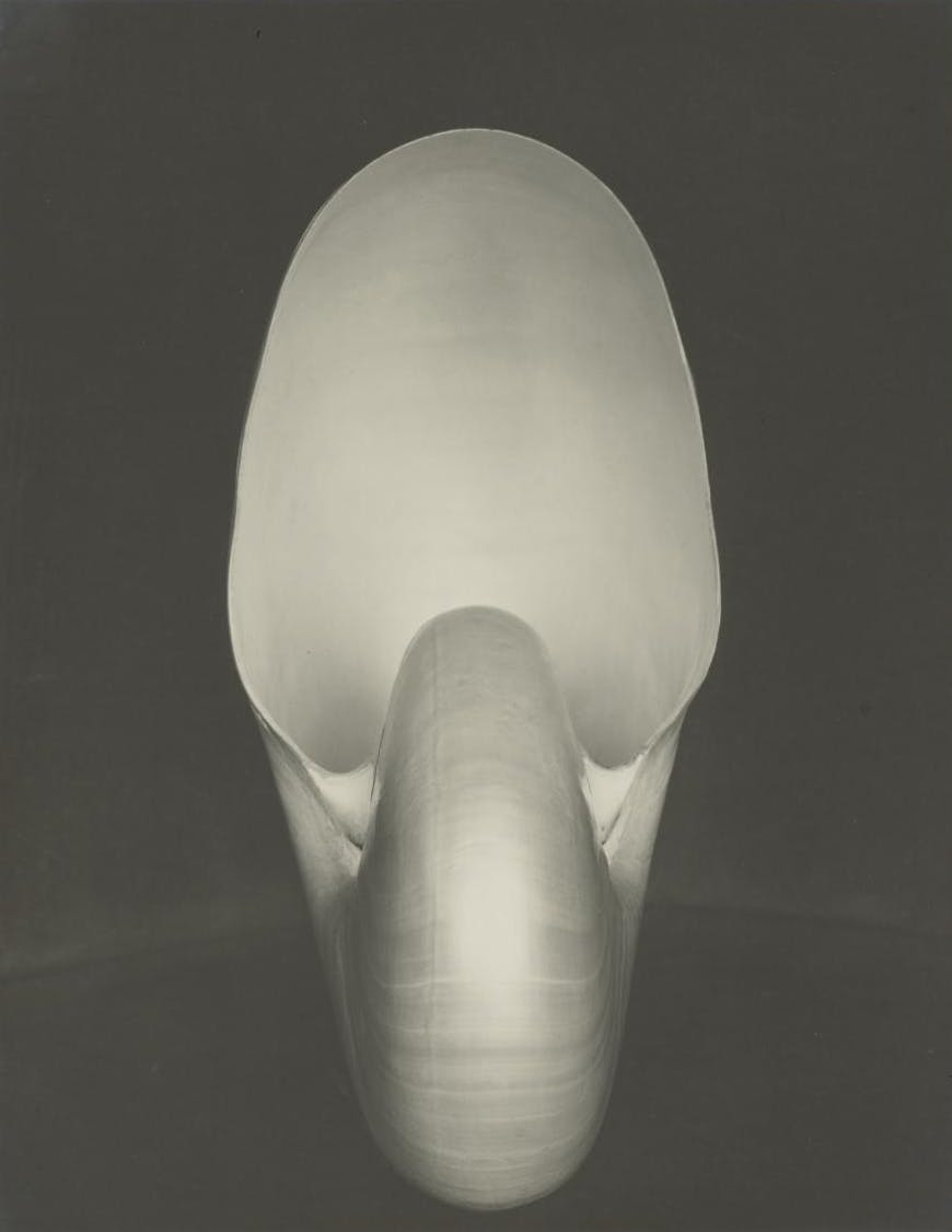 The Nature of the Nautilus: How the Seashell Has Inspired Artists ...