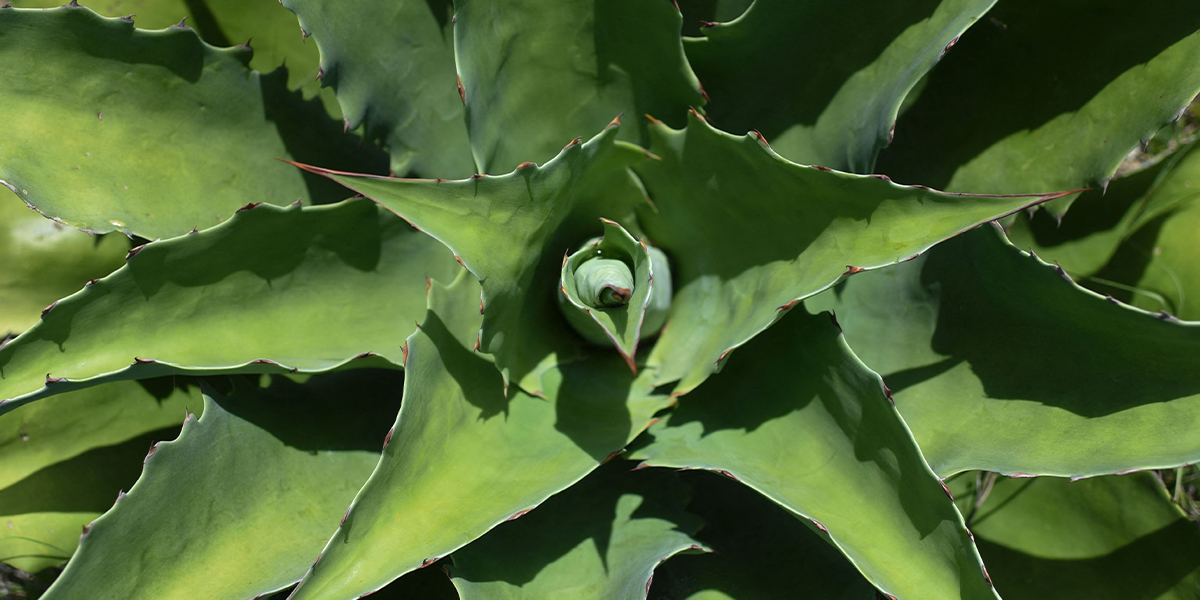 Il cuore dell'agave, il Messico, il Mezcal | Barnebys Magazine
