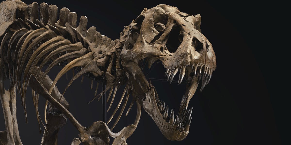 T-rex Skeleton Breaks New Record | Barnebys Magazine