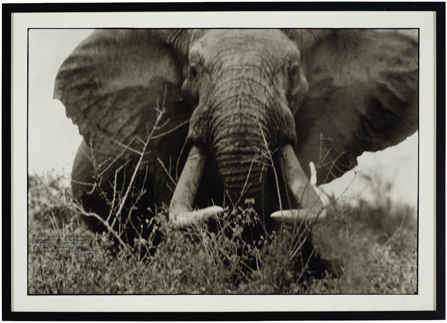 Peter Beard: Into the Wild | Barnebys Magazine