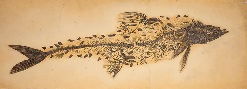 Mirabilia Naturalia : une collection de spécimens disparus aux enchères ...
