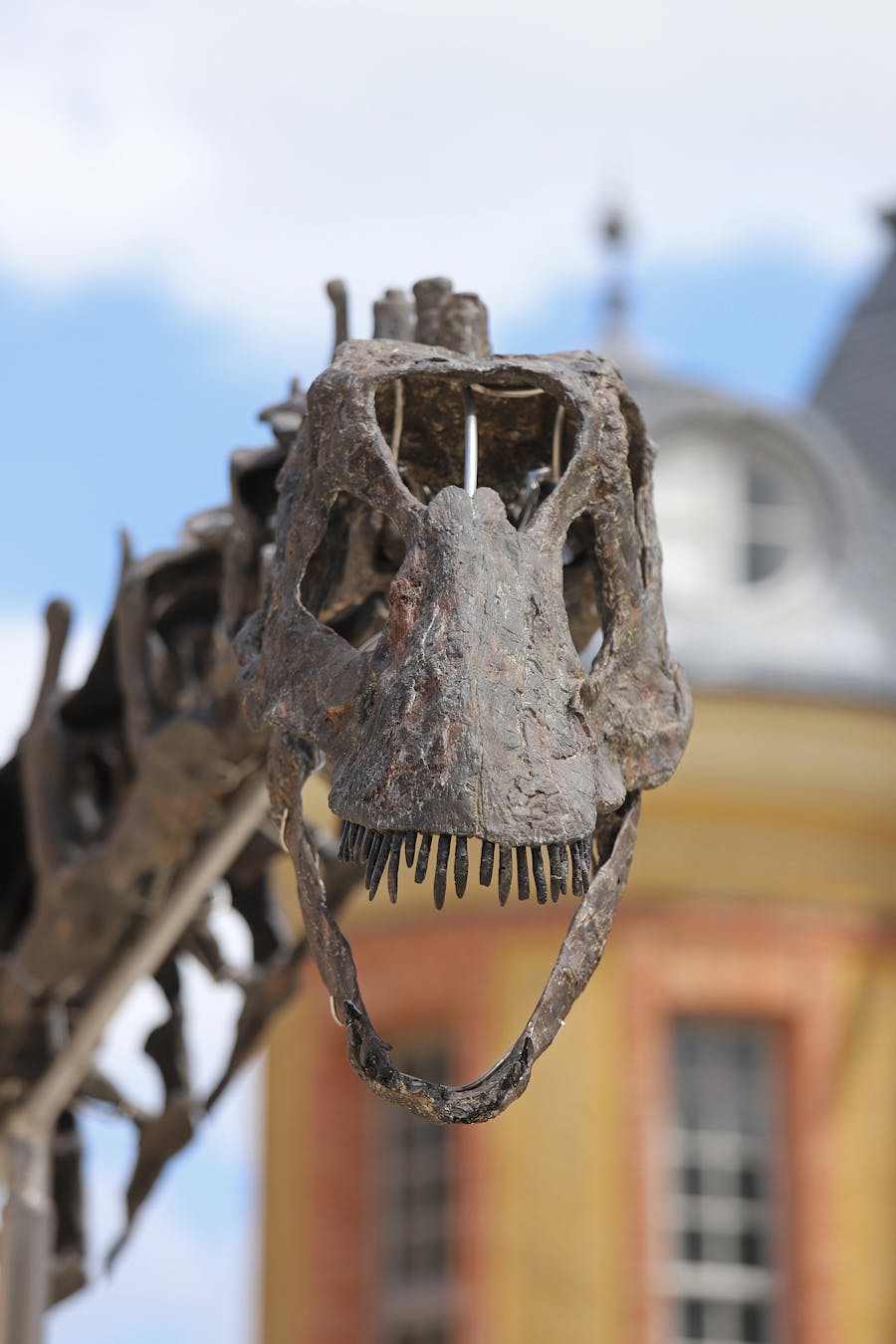 The World's Largest Dinosaur Skeleton Goes Up for Auction | Barnebys ...