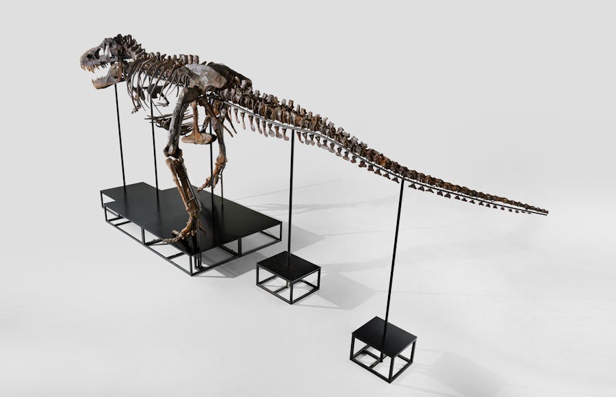Europe's First T-Rex Skeleton to Go Under the Hammer | Barnebys Magazine