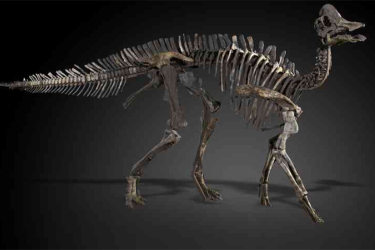 Everybody walk the dinosaur: Harpocrasaurus ''Freya'' could sell at ...