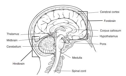 AP Psychology Unit 2 Notes: Biological Bases of Behavior | Barron's