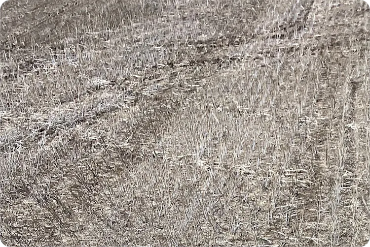 Huskie PRE Herbicide | Broadleaf Weed Control for Western Canada