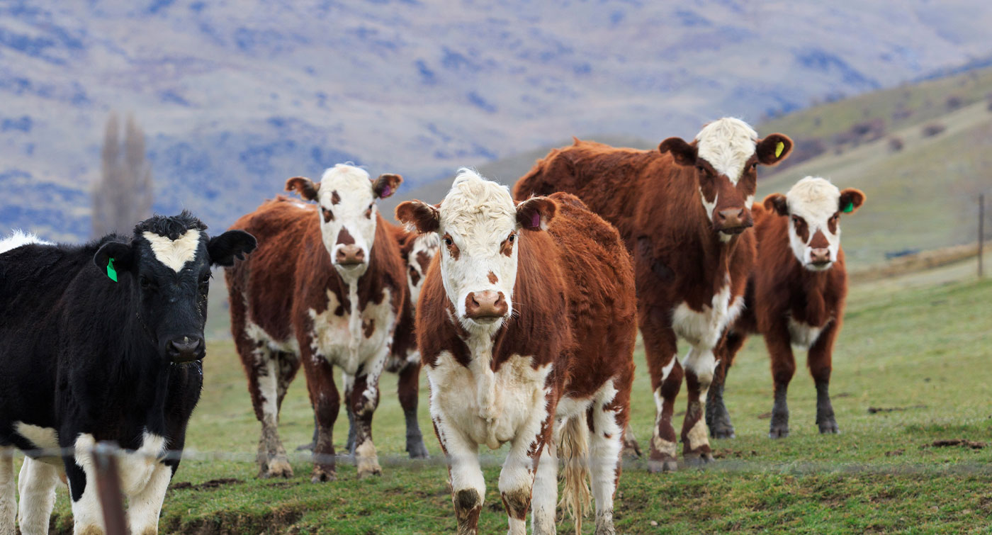 NAMV vs NSC: Choosing the Right Livestock Valuation Method