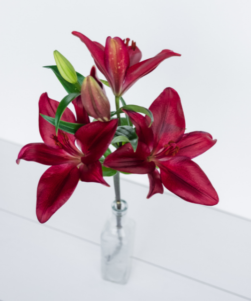 Lilies, Roses, Alstroemeria, Doria Mums and Solidago | Bear's Blooms