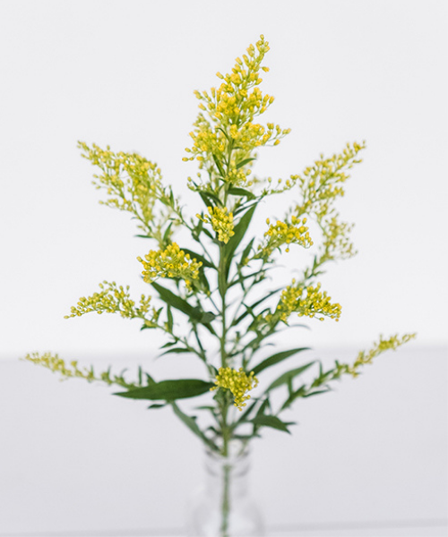 Lilies, Roses, Alstroemeria, Doria Mums and Solidago | Bear's Blooms