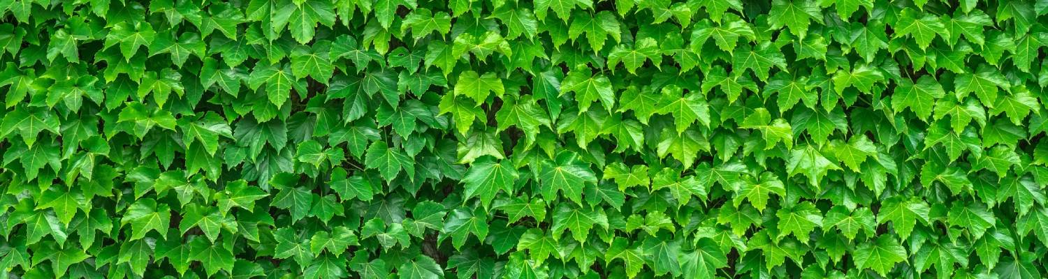 Planta Hera Caractersticas Tipos E Como Cuidar