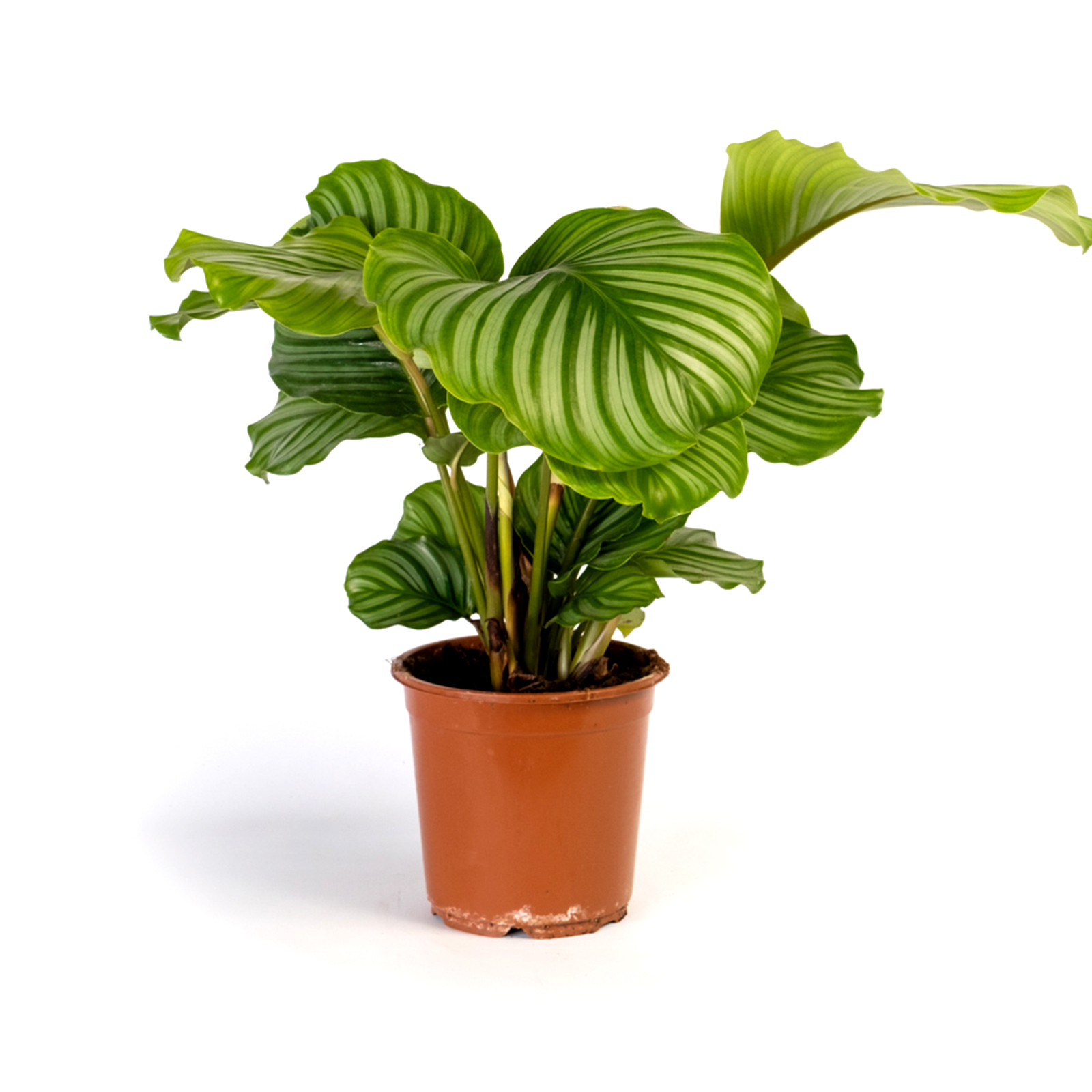 Cómo hacer feliz a tu Calathea