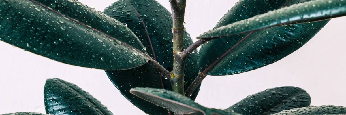 Ficus robusta care guide