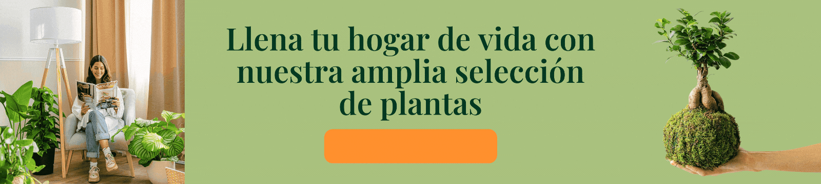 ¿Qué son las plantas? Definición, tipos y consejos