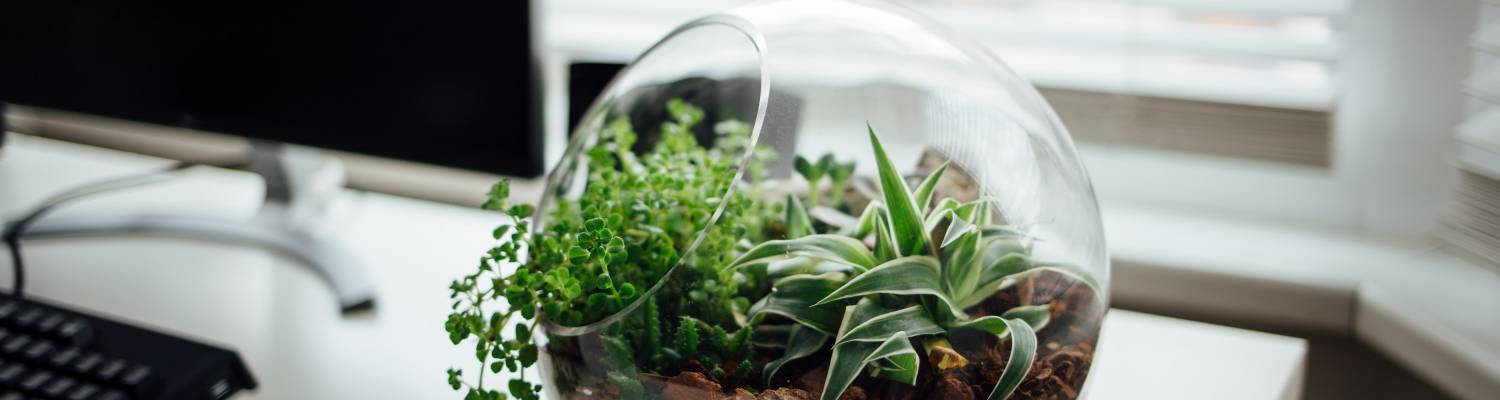 ¿Por qué los terrarios son tan geniales?