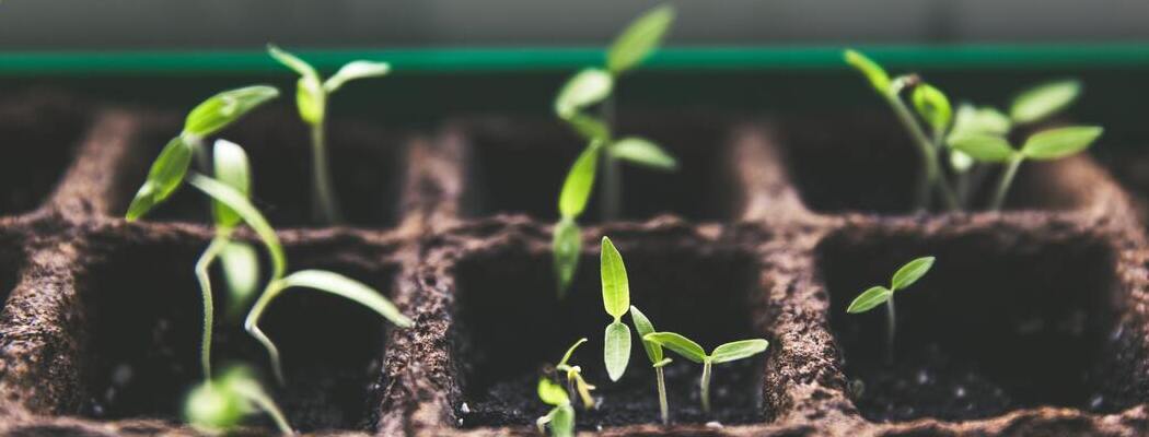 Do all plants produce seeds?