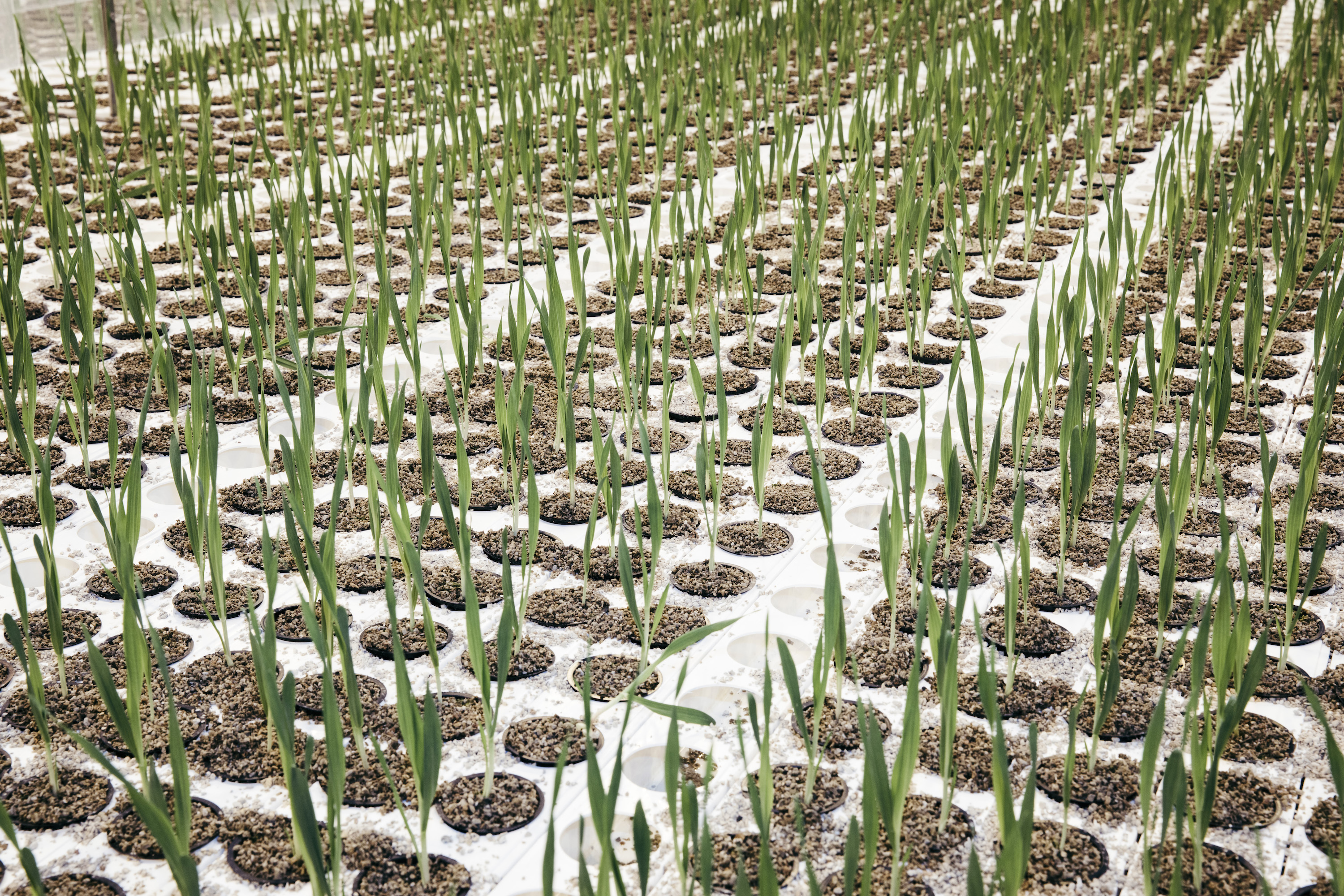 Pure, Green and Clean Skincare | BIOEFFECT