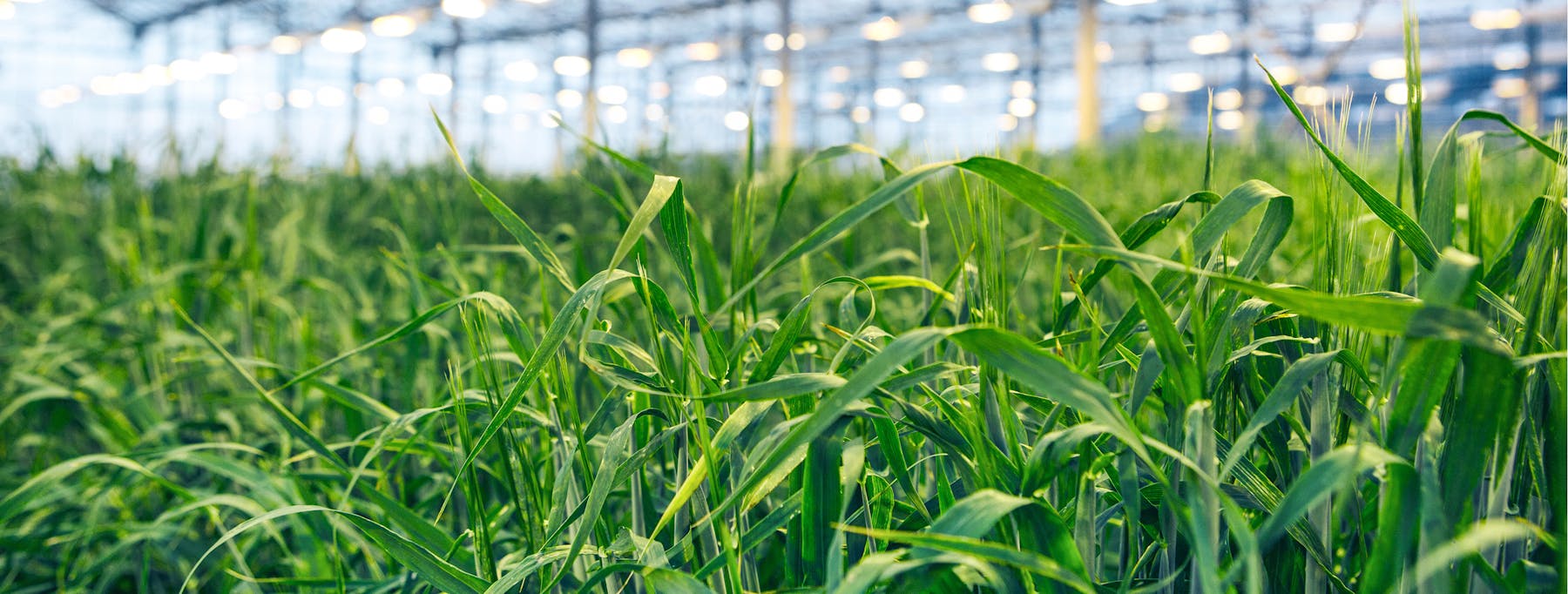 What is EGF? What Does EGF Do for Skin & its Benefits?