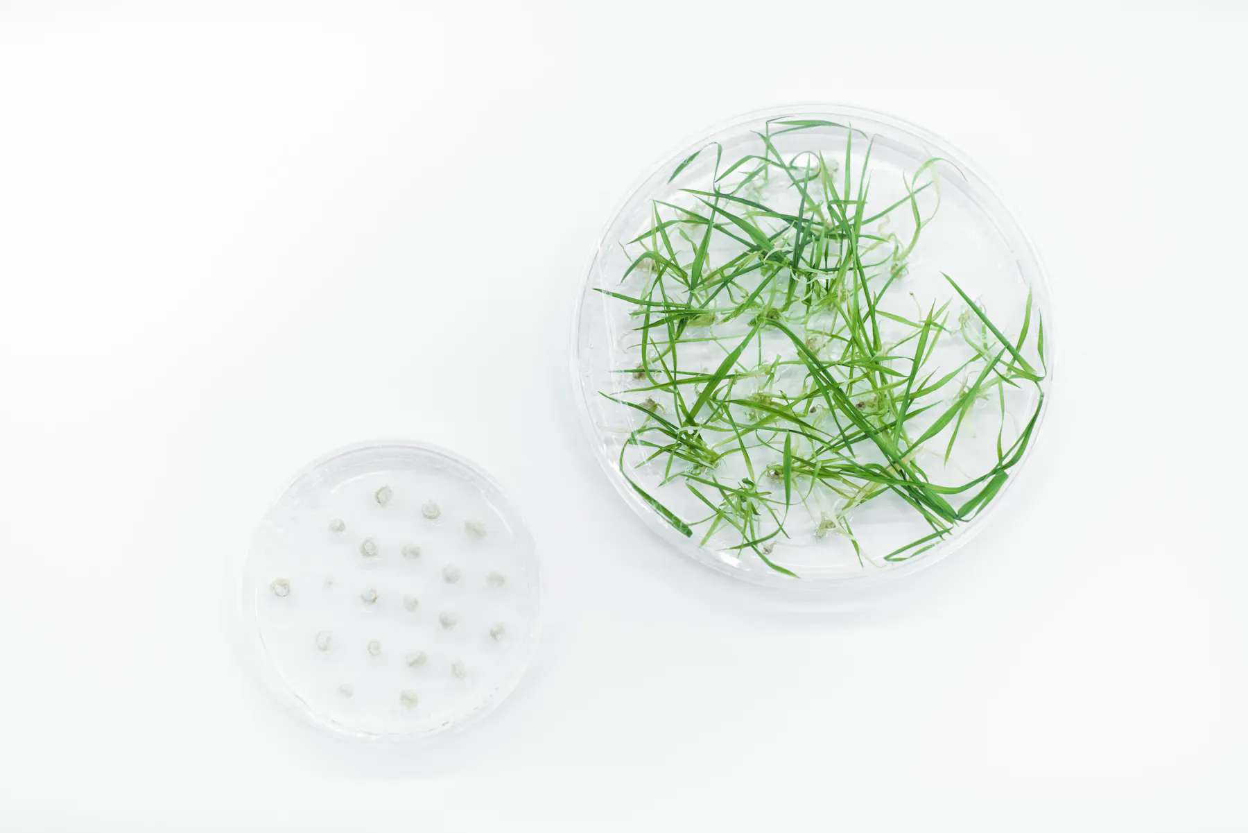 What Is EGF? | Epidermal Growth Factor | BIOEFFECT