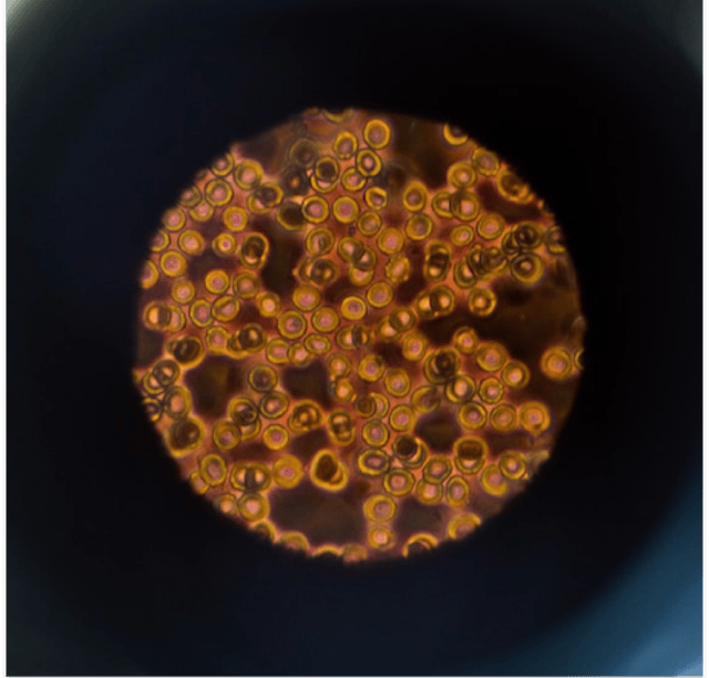 Our Solution | BioScout