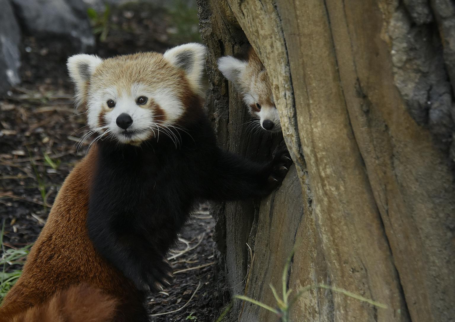 Red Panda | Rotterdam Zoo