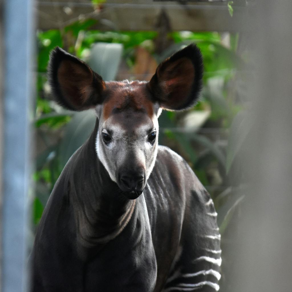 Discover the elusive okapi at Rotterdam Zoo!