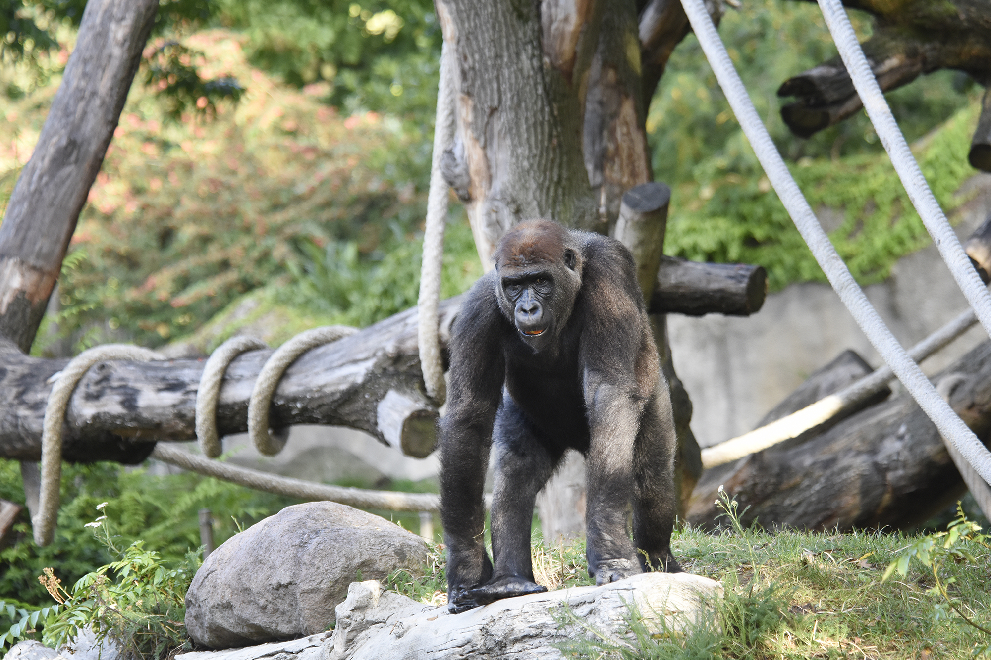 Western lowland gorilla | Rotterdam Zoo