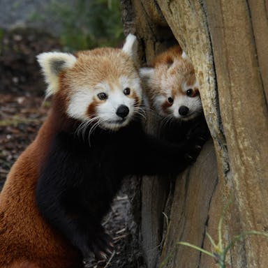 Red Panda | Rotterdam Zoo