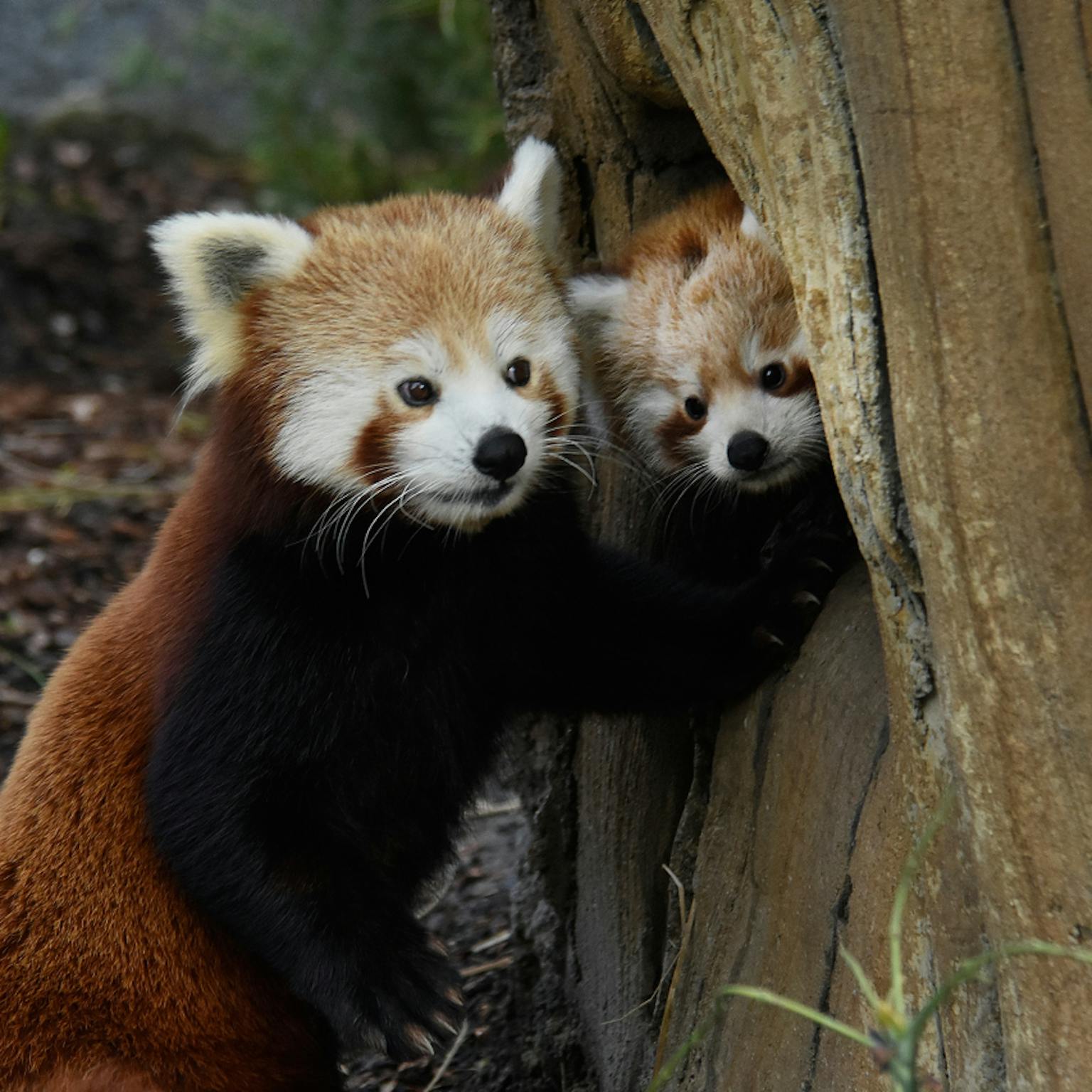 Discover the red pandas at Rotterdam Zoo!