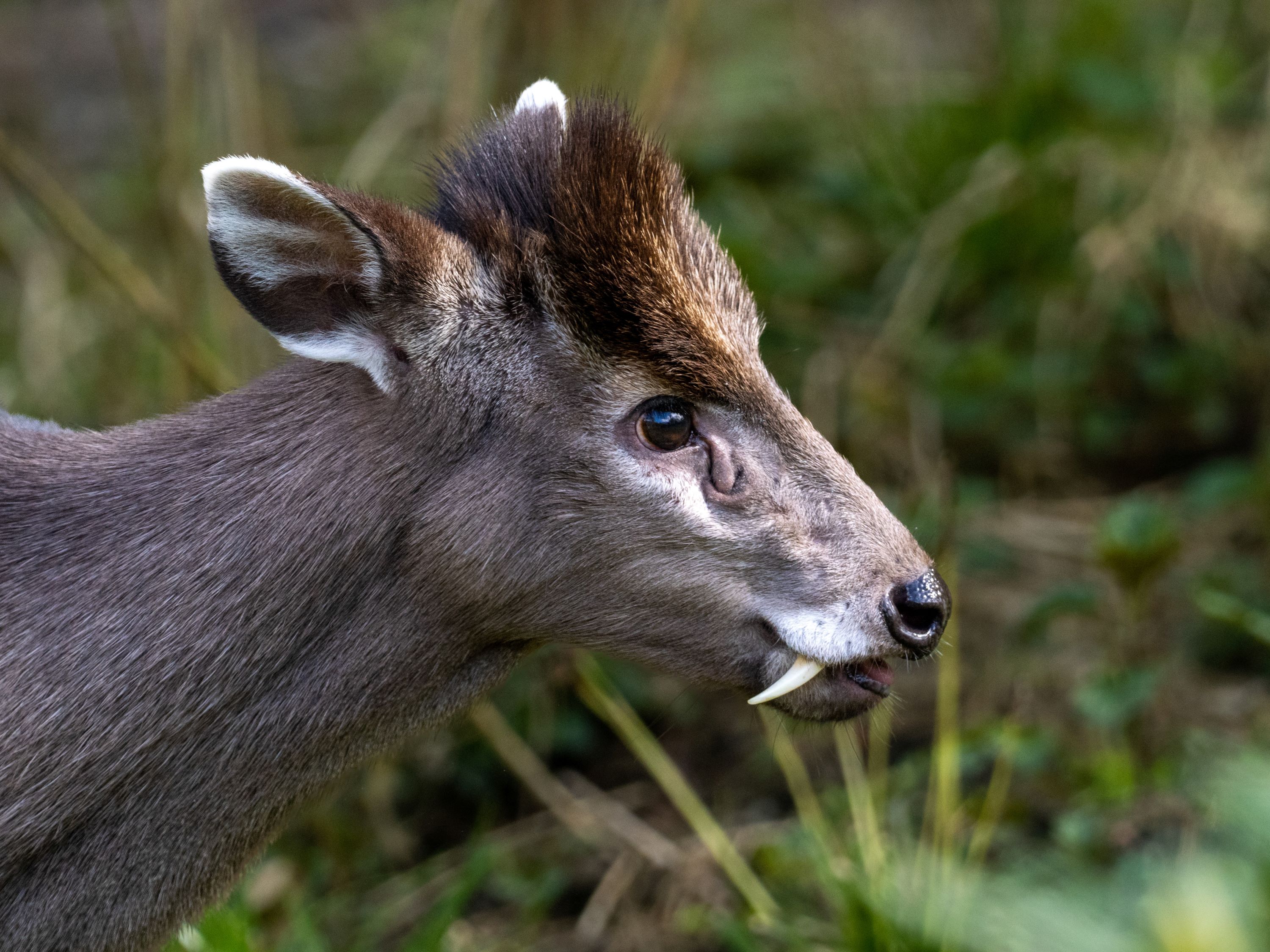 Tufted deer Rotterdam Zoo