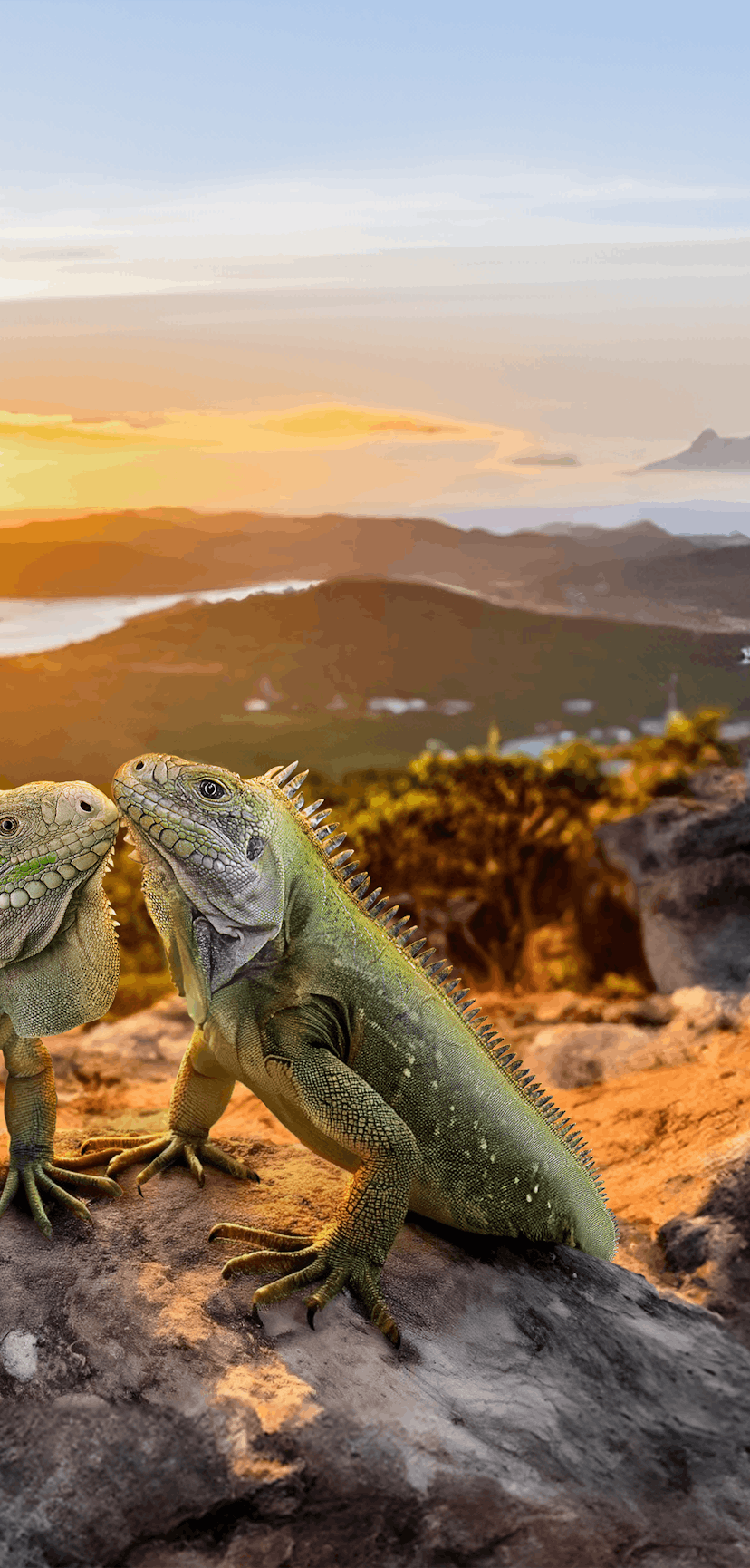 Antilliaanse leguaan