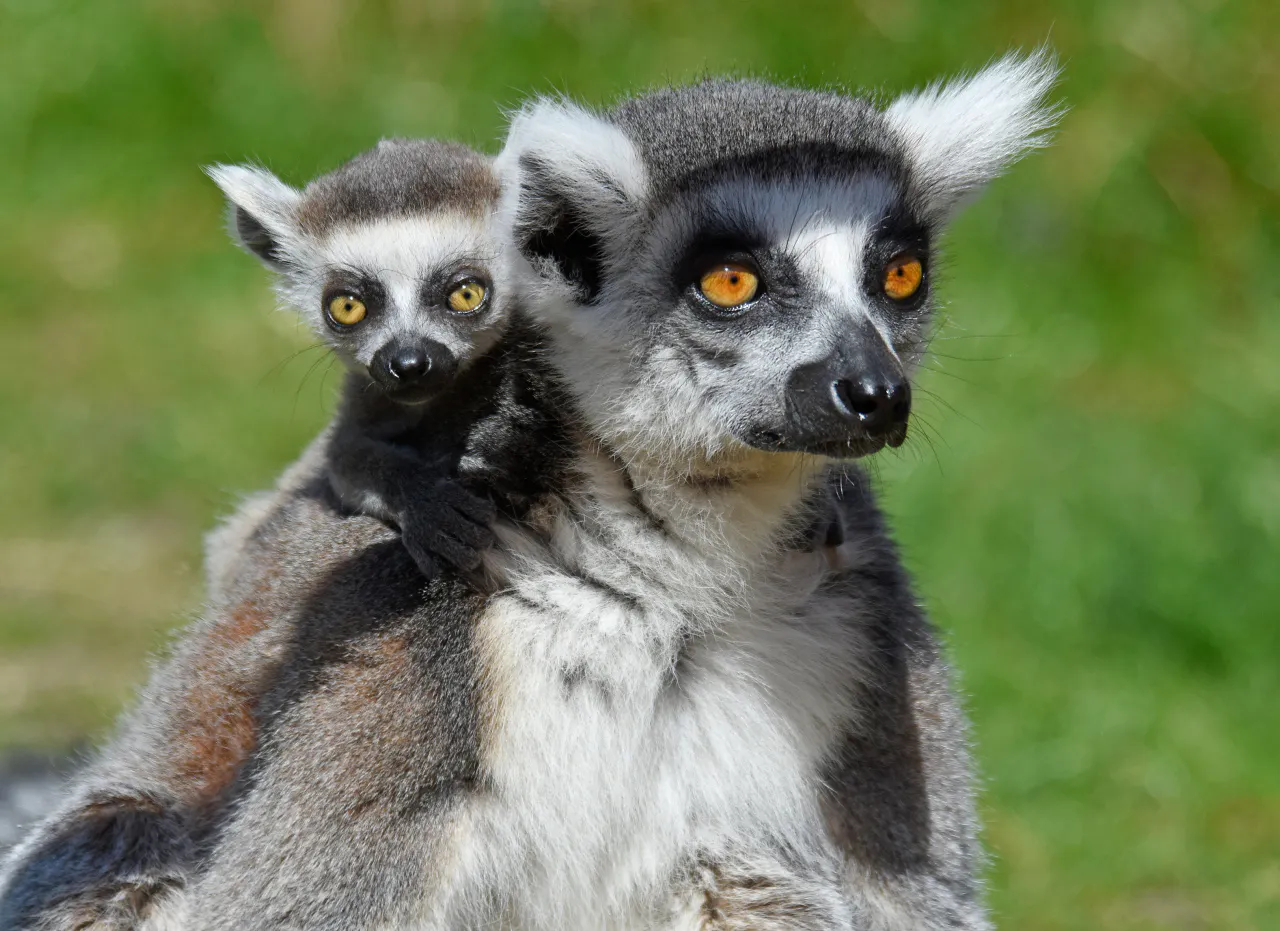 Animal welfare | Rotterdam Zoo