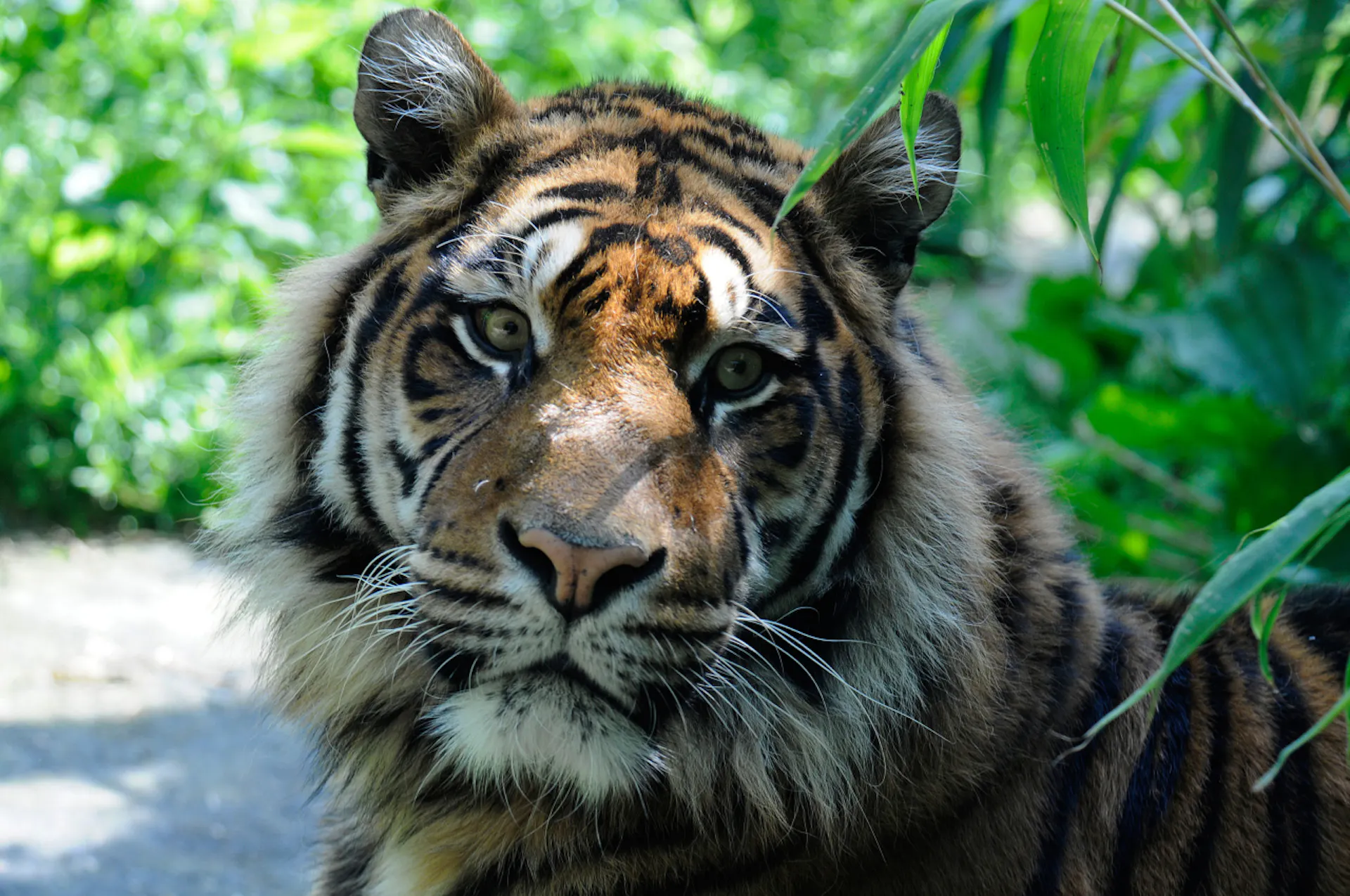 Sumatraanse Tijger | Diergaarde Blijdorp