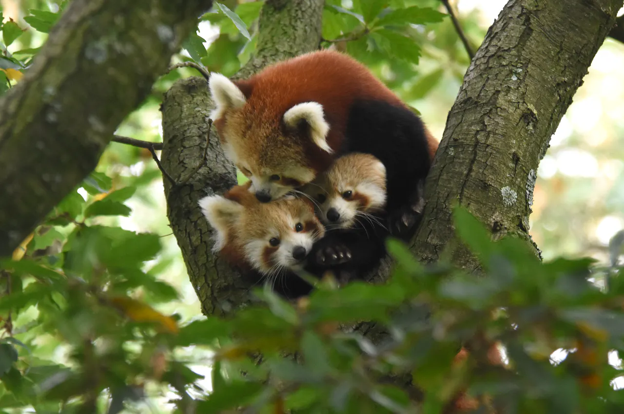 Zoek mee naar de rode panda bij Diergaarde Blijdorp!