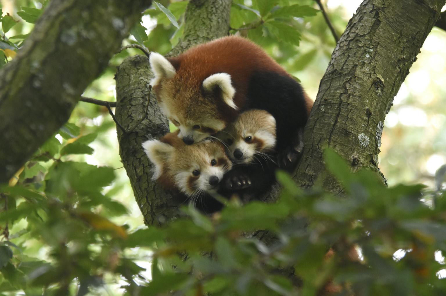 Discover the red pandas at Rotterdam Zoo!