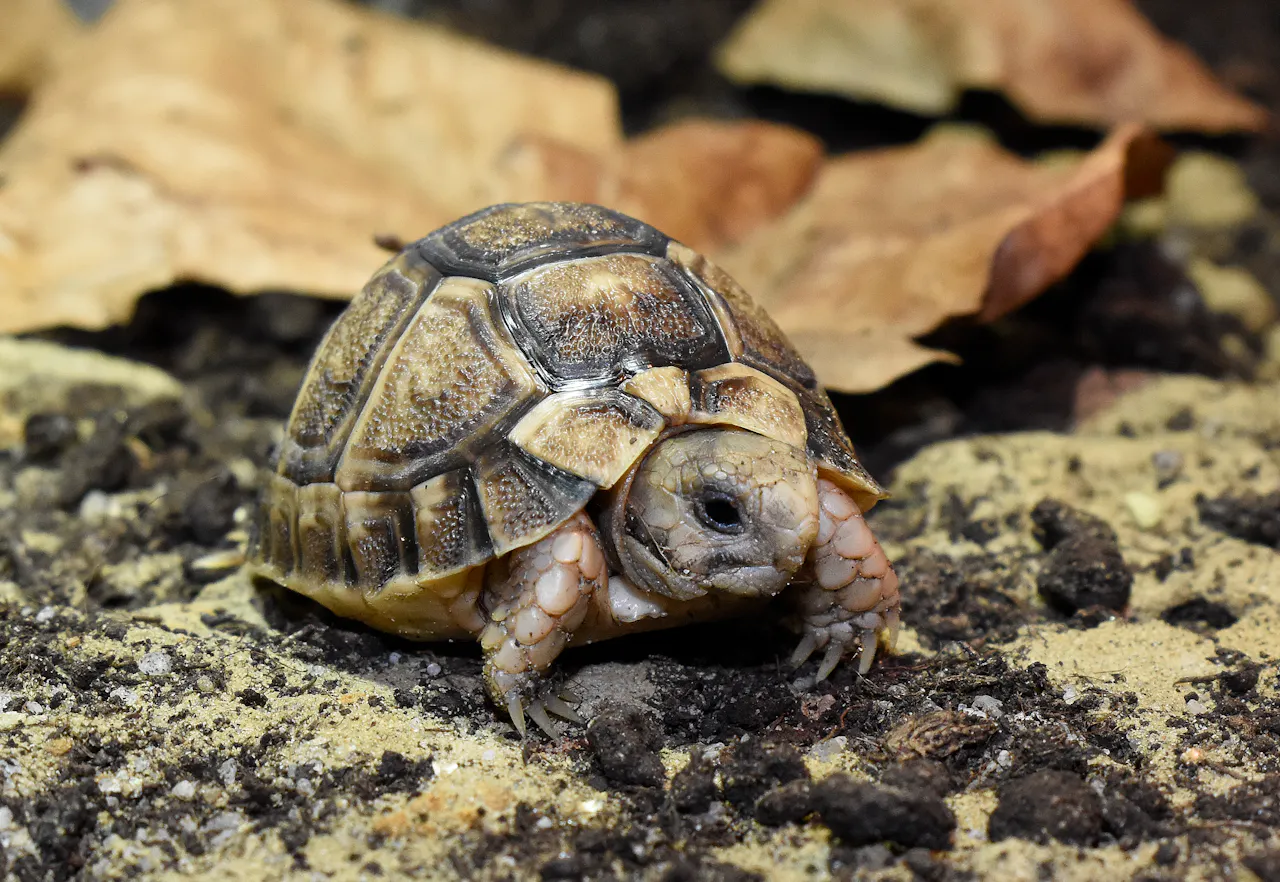 Kruip mee met de Egyptische landschildpad in Diergaarde Blijdorp!