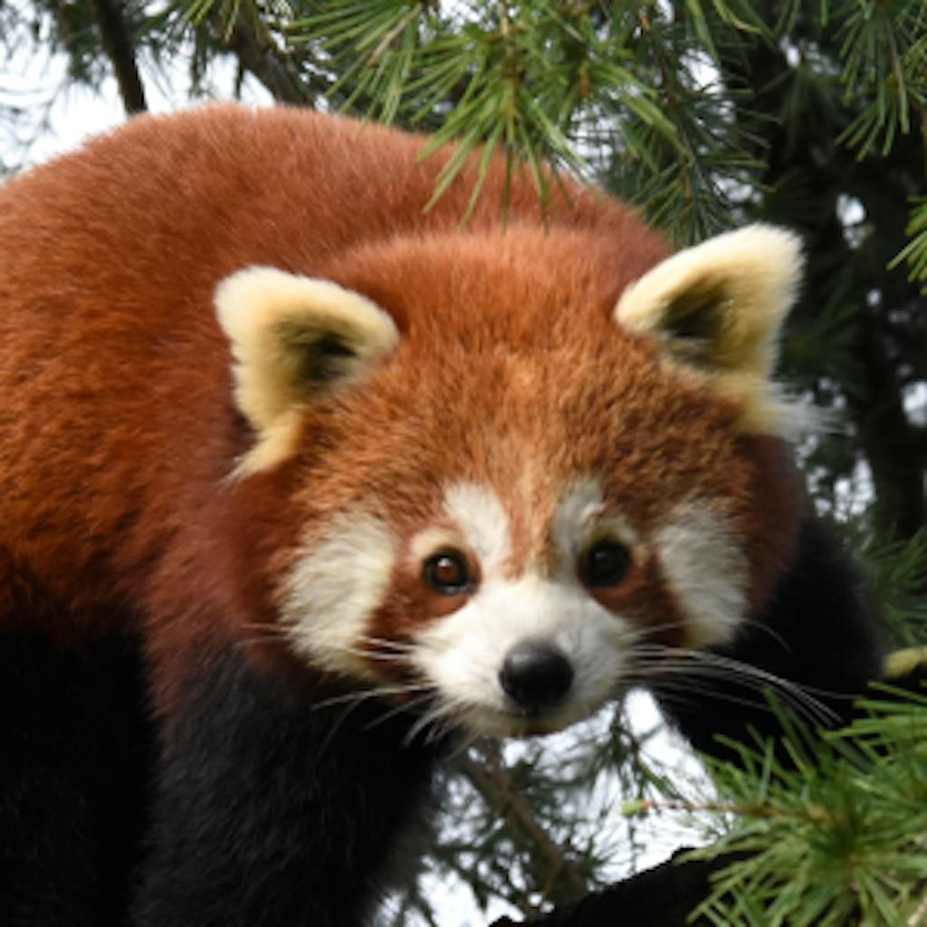 Blijdorp en Red Panda Network: Inzet voor Behoud van de Rode Panda