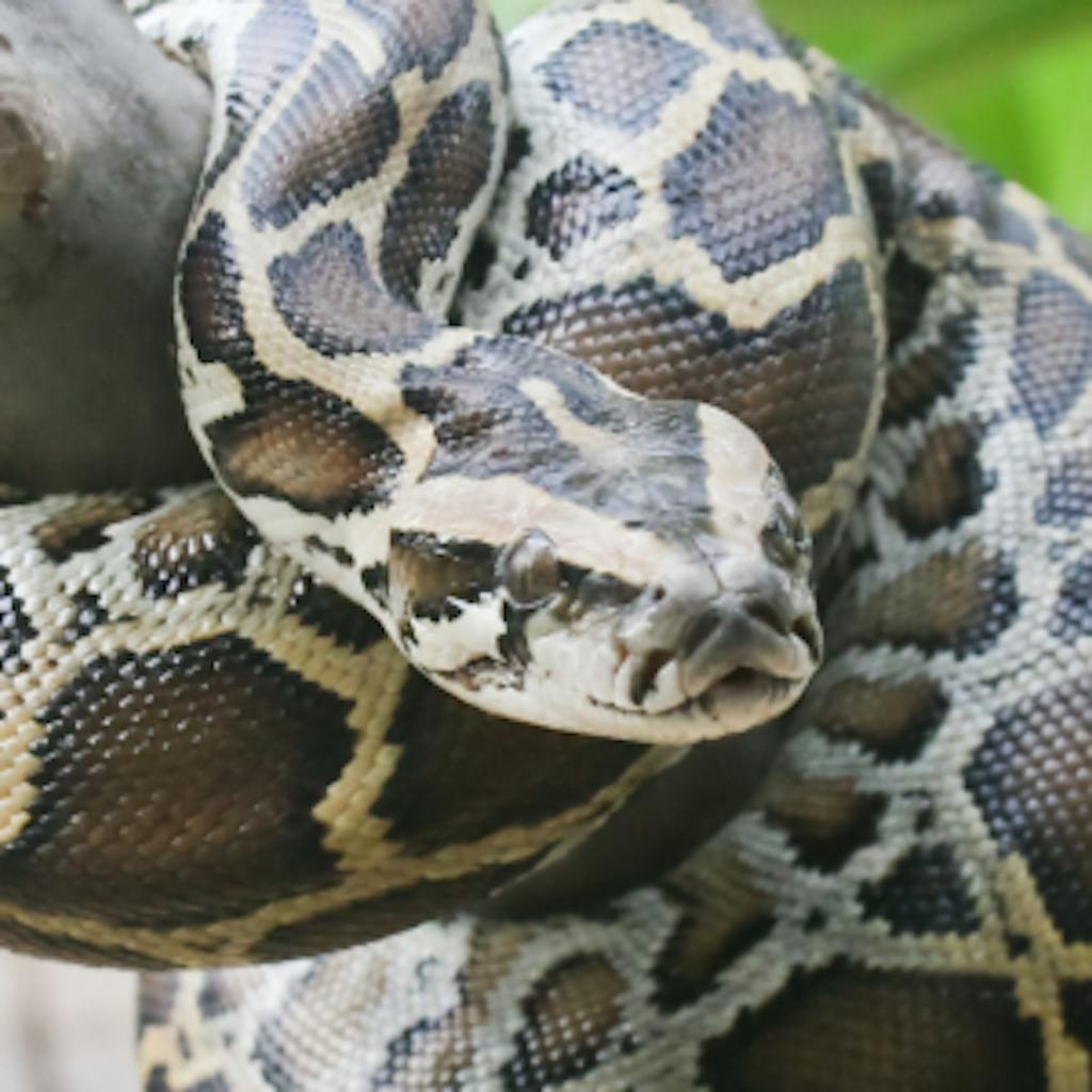 Donkere Tijgerpython | Diergaarde Blijdorp