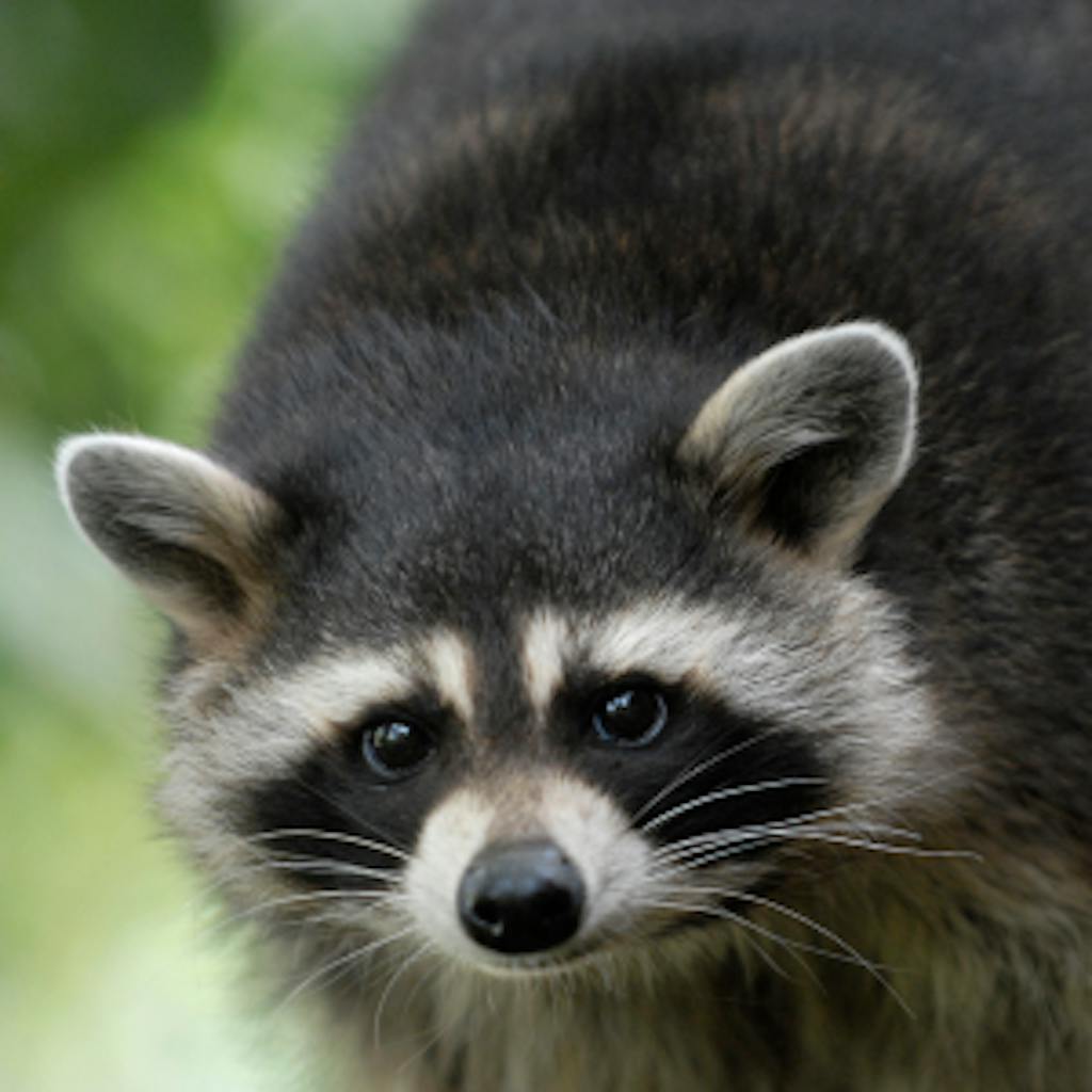 Wasbeer | Diergaarde Blijdorp