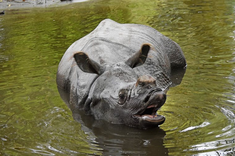 Indische Neushoorn | Diergaarde Blijdorp