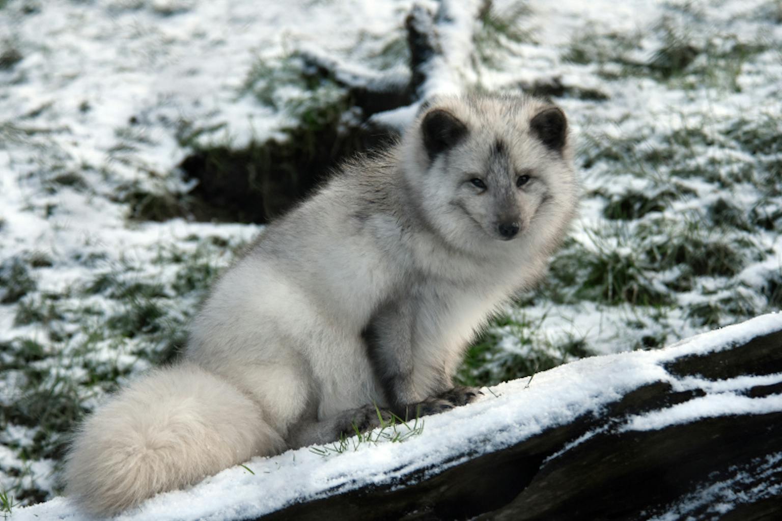Volg het spoor van de poolvos in Diergaarde Blijdorp!