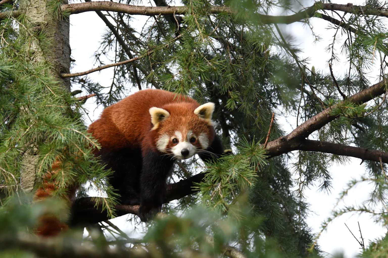 Rode panda geboren