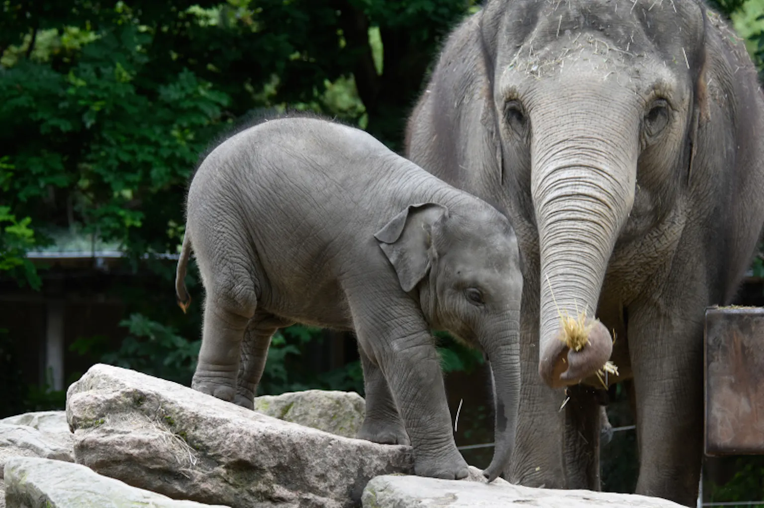 Follow the Asian elephants at Rotterdam Zoo!