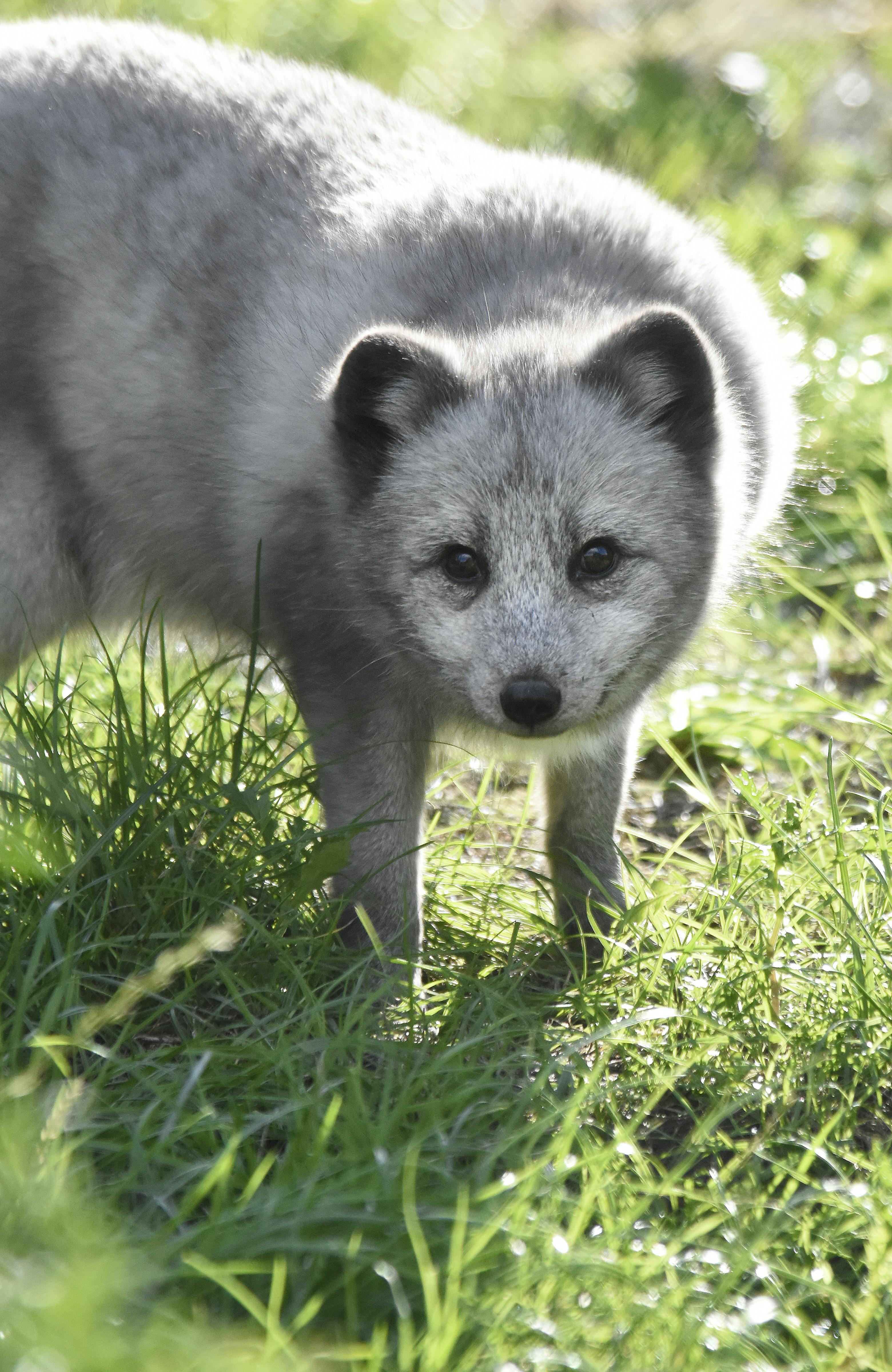 Volg het spoor van de poolvos in Diergaarde Blijdorp!