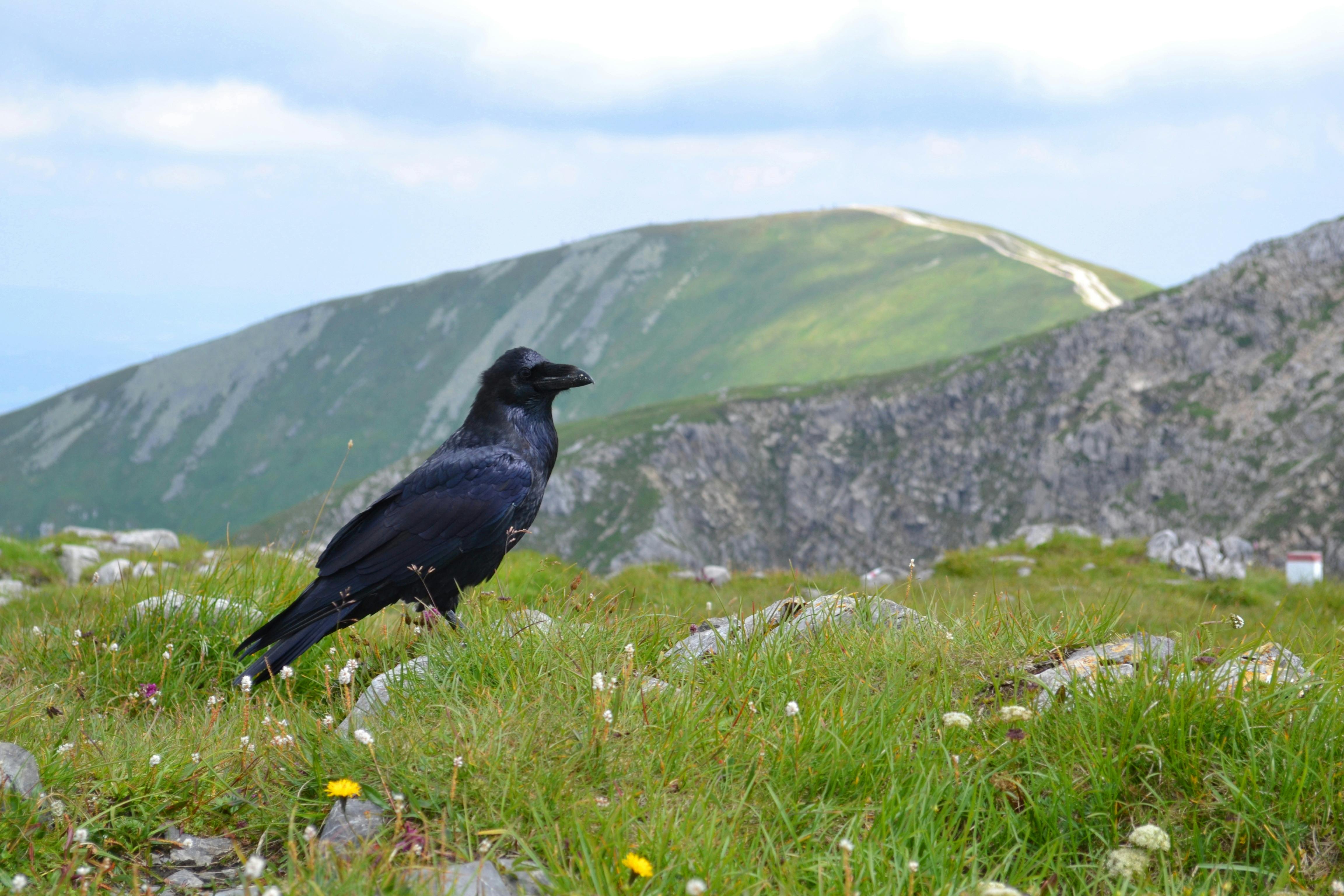 Discover the mysterious ravens at Rotterdam Zoo!